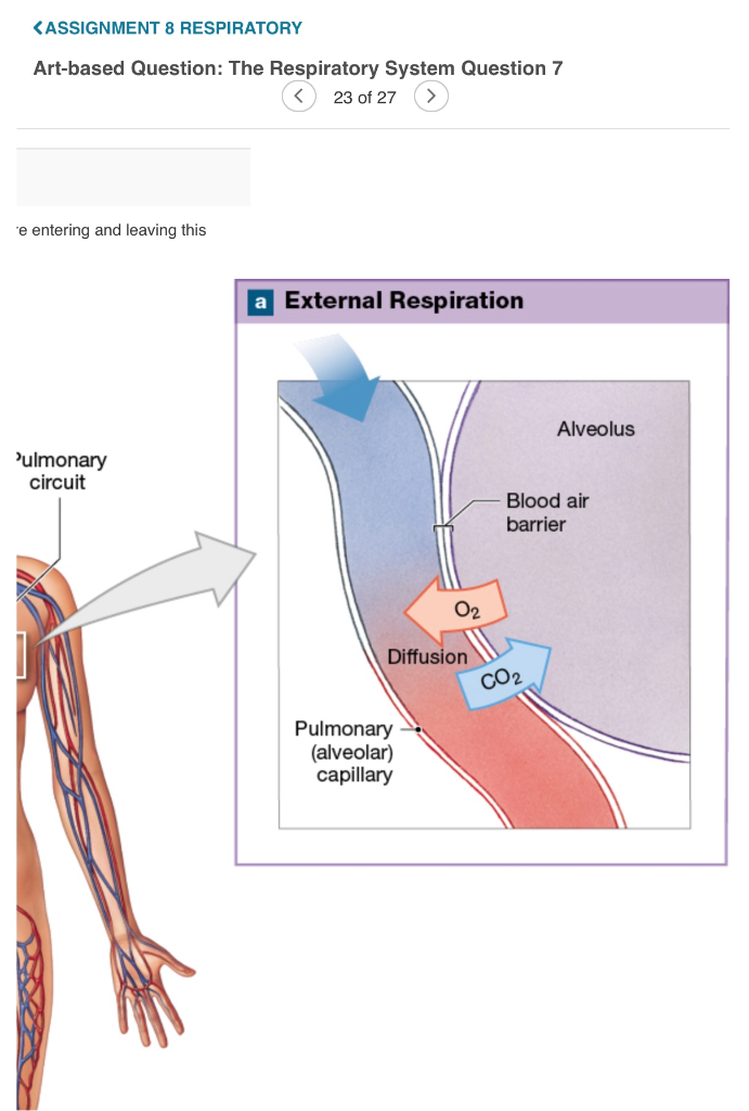 Solved KASSIGNMENT 8 RESPIRATORY Art-based Question: The | Chegg.com