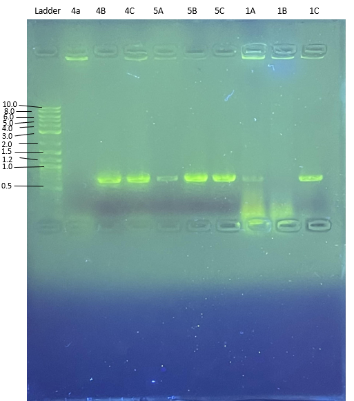 Solved Lab 10: Gene Expression in pGLO (Part lll: Gel | Chegg.com