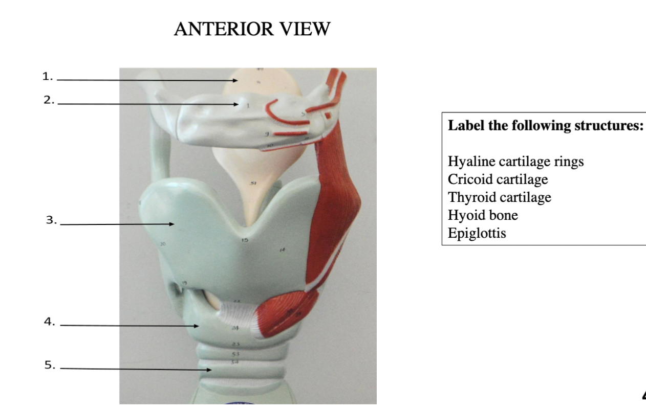 Solved Lateral View \begin{tabular}{|l|} \hline Label the | Chegg.com