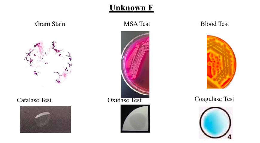 Solved Unknown F Gram Stain MSA Test Blood Test her Catalase | Chegg.com