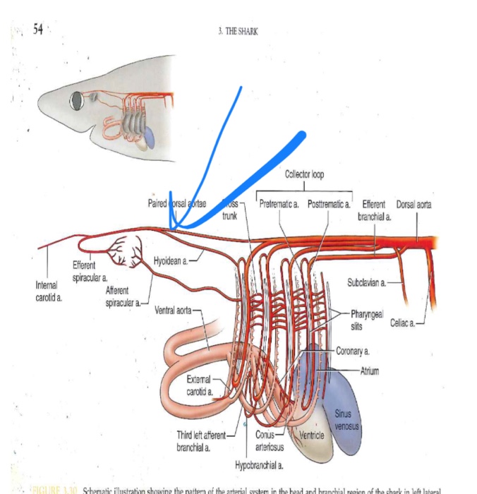 Shark Circulatory System