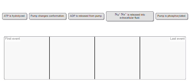 Solved Arrange the events below in the order they occur. | Chegg.com
