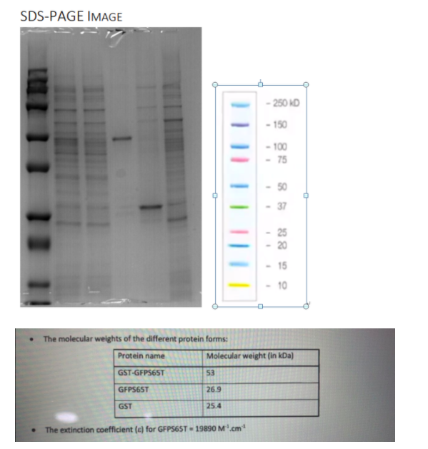 PART 2: PROVIDE AN ANALYSIS OF THE SDS-PAGE OUTCOMES | Chegg.com