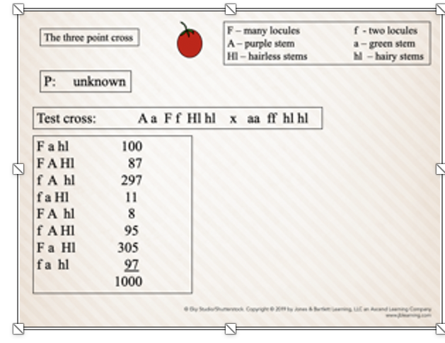 Solved The three point cross F-many locules A-purple stem | Chegg.com