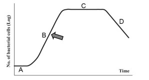 Solved Below is a growth curve for Escherichia coli showing | Chegg.com