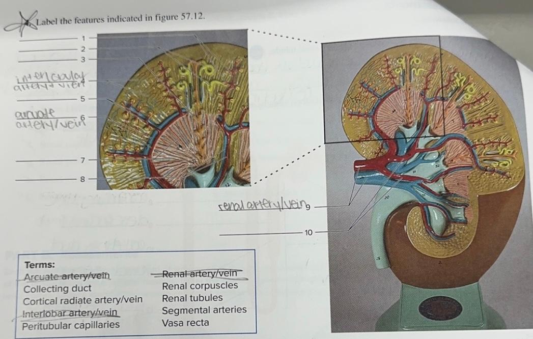 Solved 4. Label the features indicated in figure 57.12. | Chegg.com