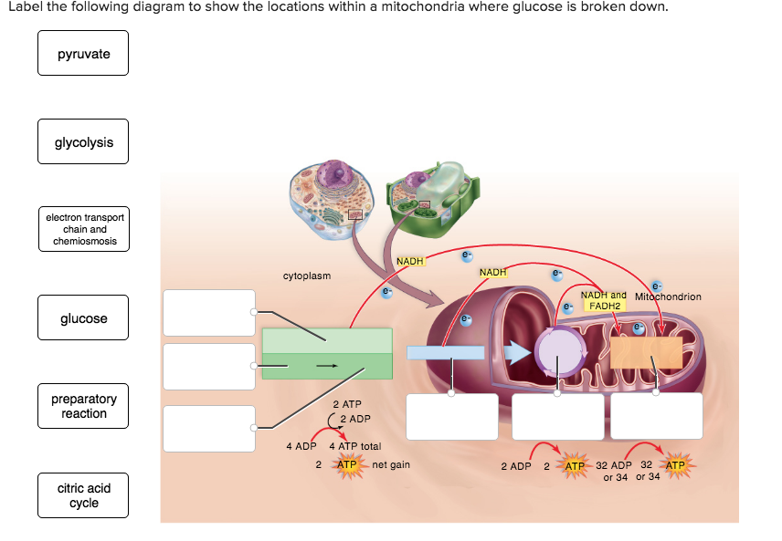 Solved Label the following diagram to show the locations | Chegg.com