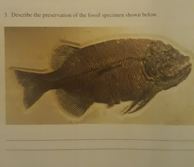 servation and Trace Fossils Exercises 6. Examine the | Chegg.com