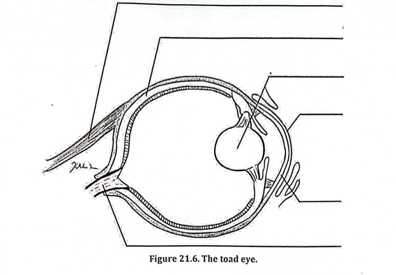 Solved Label the parts of the toad eye | Chegg.com