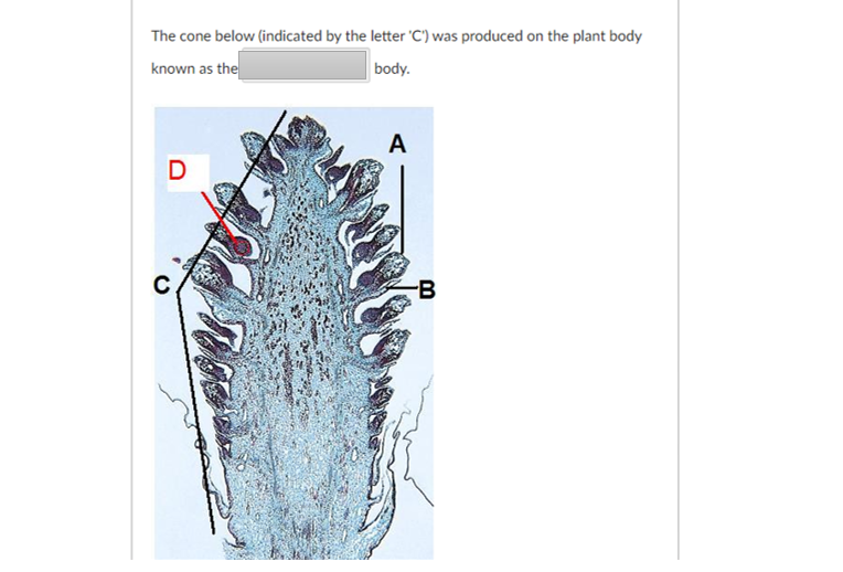 Solved The cone below (indicated by the letter 'C') was | Chegg.com