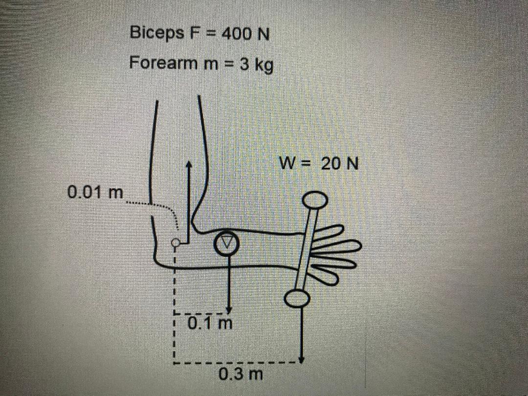 Solved What is the net torque generated during this biceps | Chegg.com