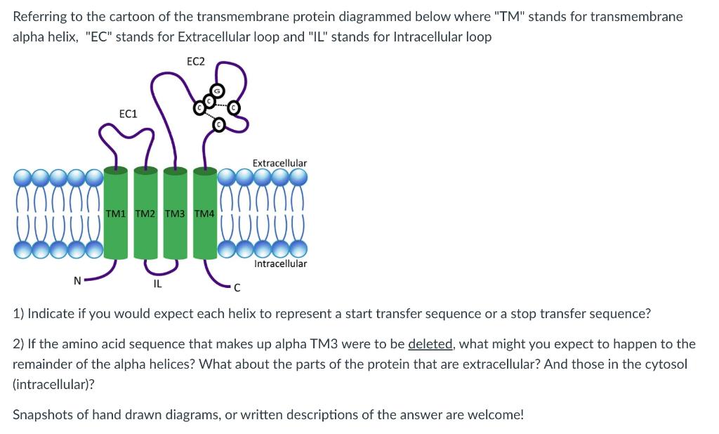 Referring to the cartoon of the transmembrane protein | Chegg.com