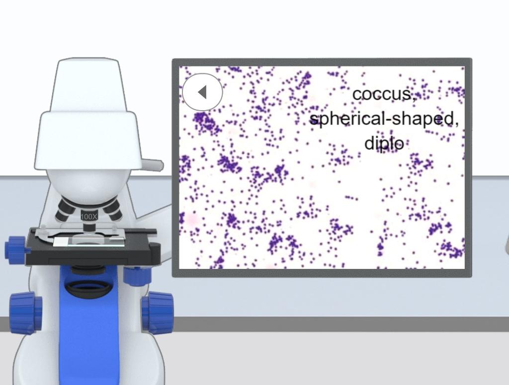 Solved Insert your saved screenshot/s of the gram-positive | Chegg.com