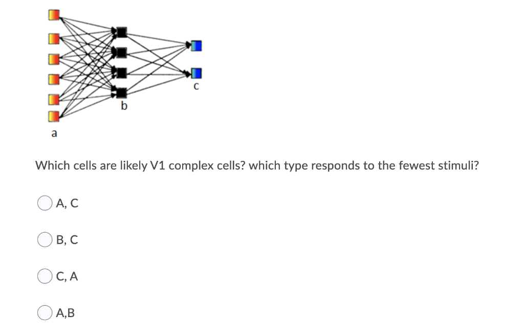Solved b a Which cells are likely V1 complex cells? which | Chegg.com