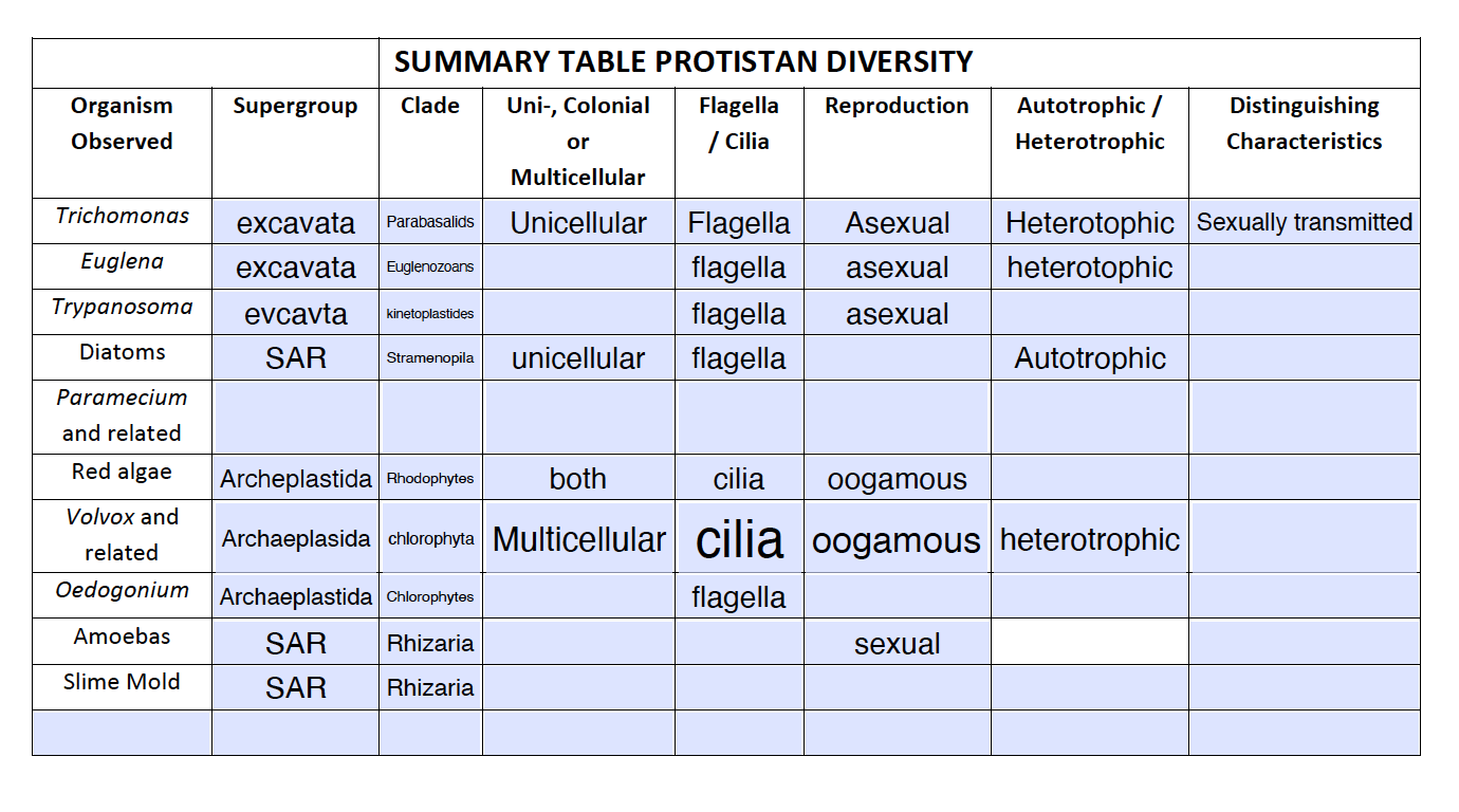 Solved Supergroup Organism Observed SUMMARY TABLE PROTISTAN | Chegg.com