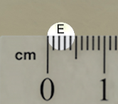 PHASE 3: Measure inhibition zones for P aeruginosa | Chegg.com