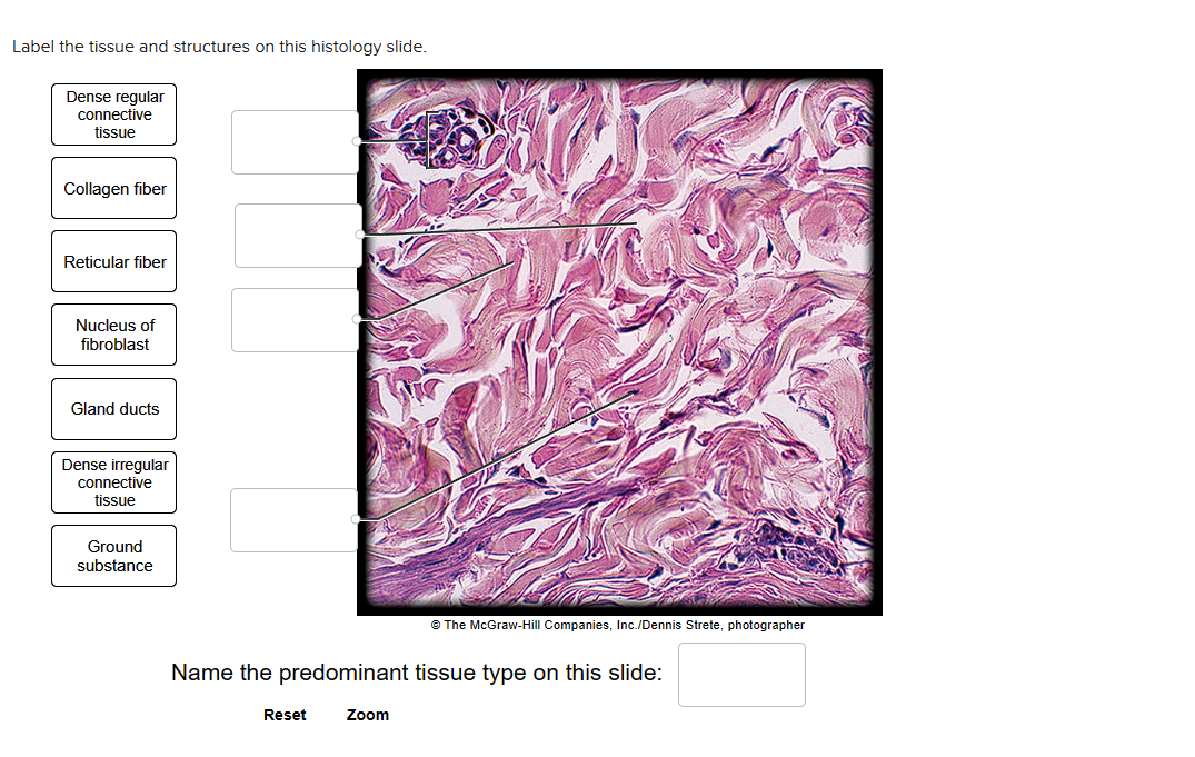 Solved Label the tissue and structures on this histology | Chegg.com