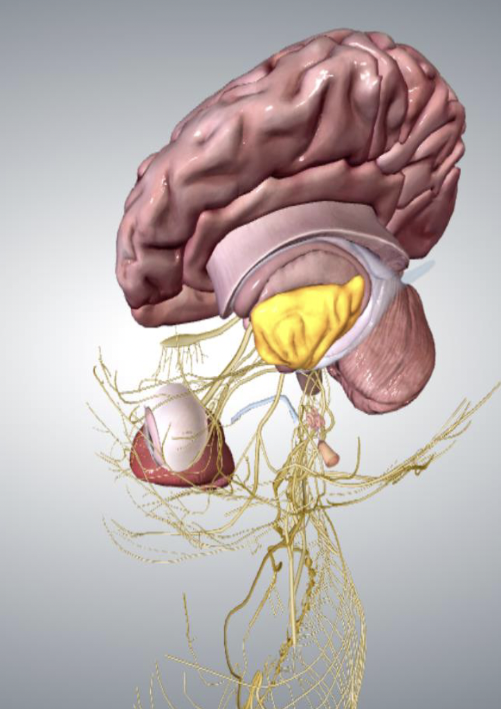 Solved label the highlighted structure and explain the | Chegg.com