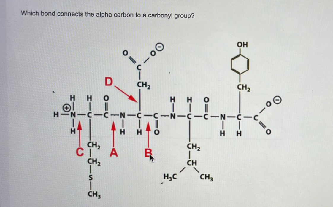 Solved Which bond connects the alpha carbon to a carbonyl | Chegg.com