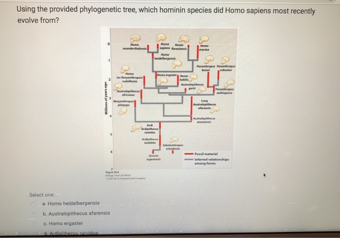 Solved Using the provided phylogenetic tree, which hominin | Chegg.com