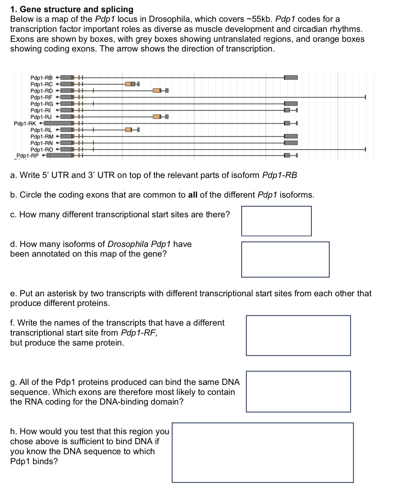 Solved 1. Gene structure and splicing Below is a map of the | Chegg.com