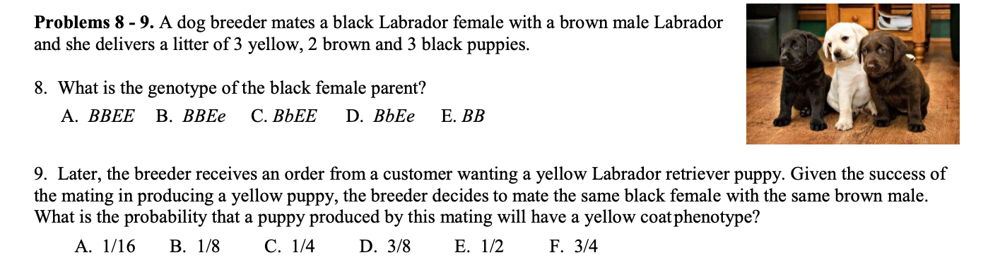 Problems 8 - 9. A dog breeder mates a black Labrador | Chegg.com