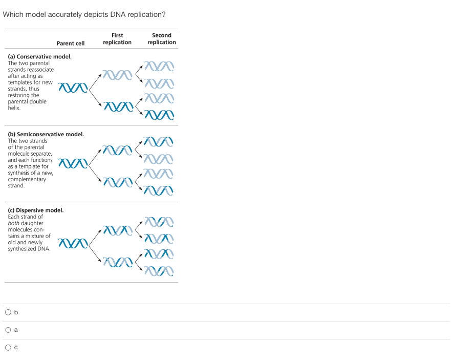 Solved Which model accurately depicts DNA replication? | Chegg.com