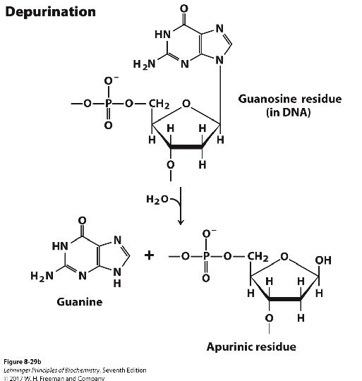 Solved Spontaneous DNA Damage: Hydrolysis of the N-glycosyl | Chegg.com