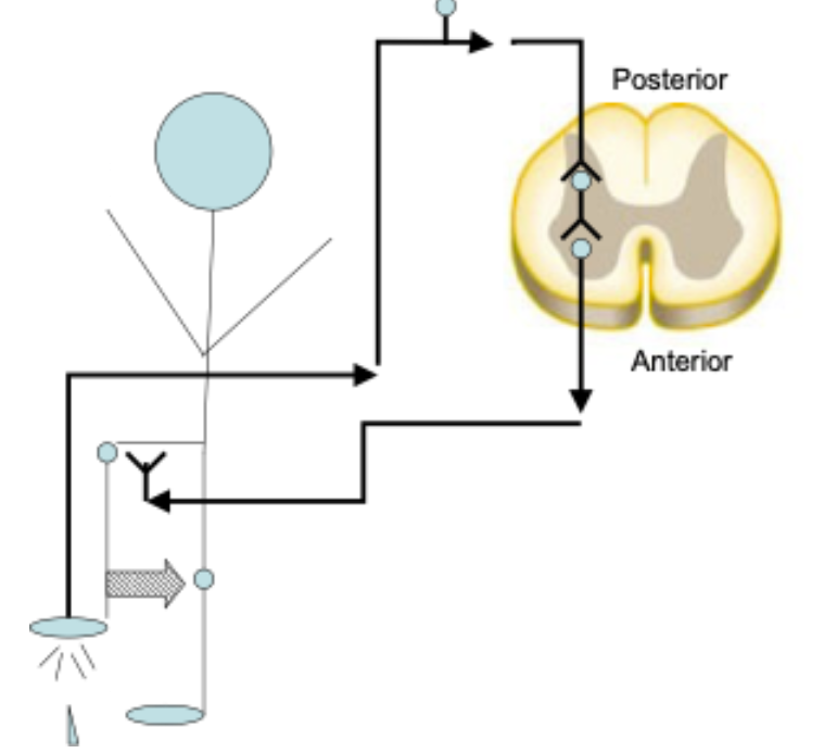 Solved pain in foot. A reflex arc causes him to flex his | Chegg.com