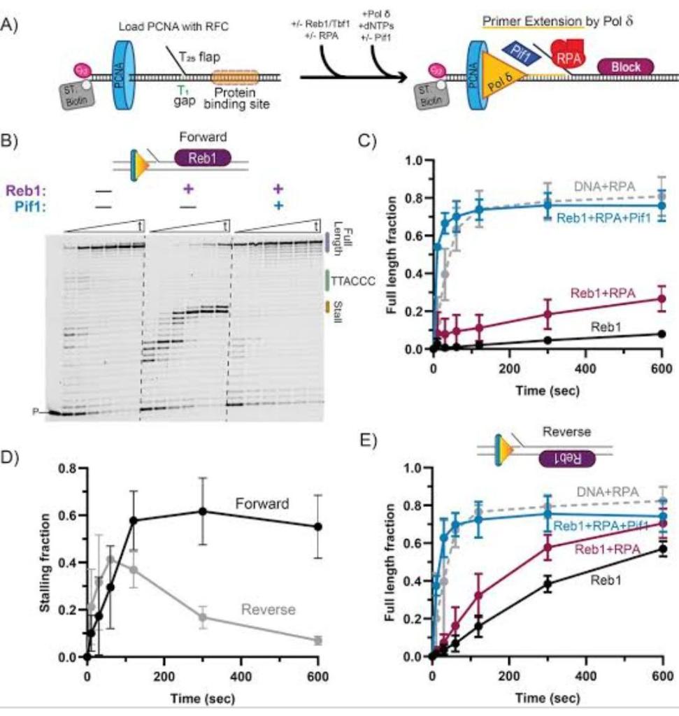 Solved A) Load PCNA with RFC Pol 8 +/- Reb/htdNTPs */. RPA | Chegg.com