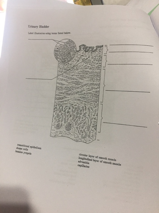 Solved Urinary Bladder Label illiustrnation using terms | Chegg.com