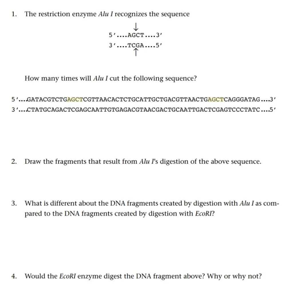 Solved 5. The restriction Mbo I recognizes the sequence | Chegg.com