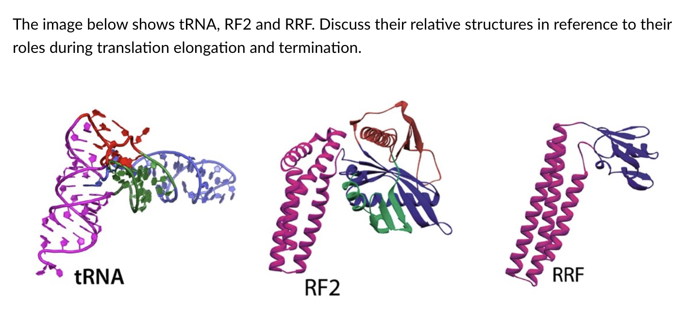 Solved The image below shows tRNA, RF2 and RRF. Discuss | Chegg.com
