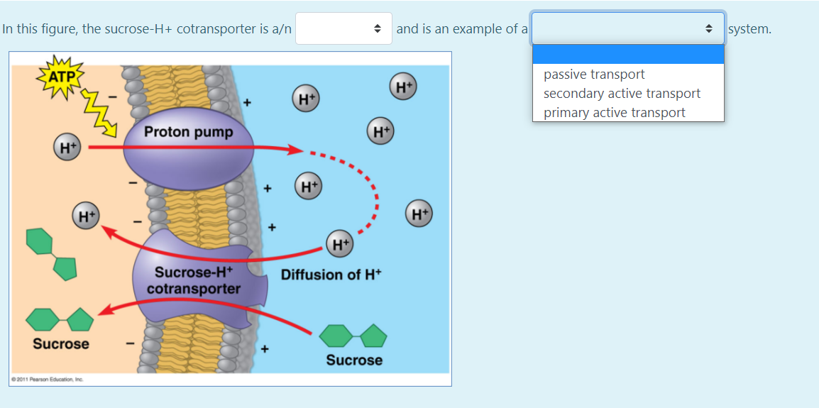 Solved In this figure, the sucrose-H+ cotransporter is a/n | Chegg.com