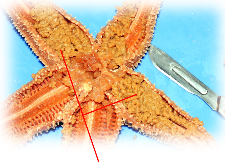 Solved Sea Star Dissection Name and give a function of the | Chegg.com
