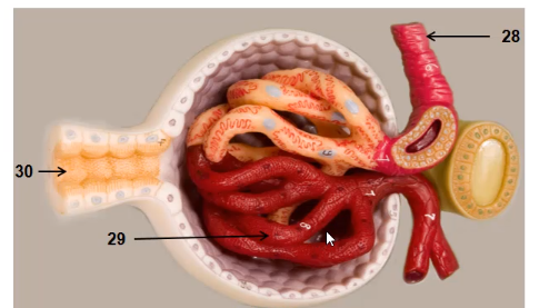 Solved Frey Scientific Urinary System Adrenal gland Detrusor | Chegg.com