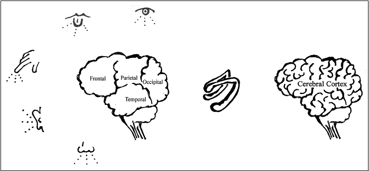 Solved Long-term memory is divided into declarative | Chegg.com