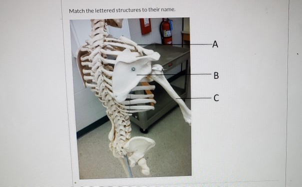 Solved Match the lettered structures to their name. Match | Chegg.com
