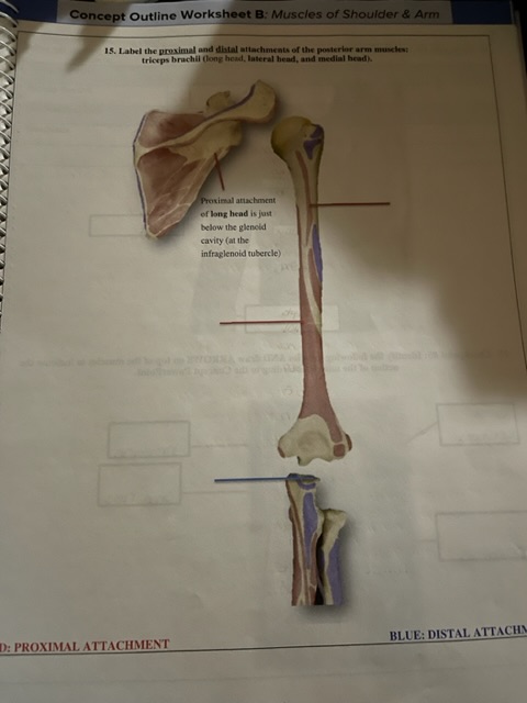 Solved Concept Outline Worksheet B: Muscles of Shoulder \& | Chegg.com