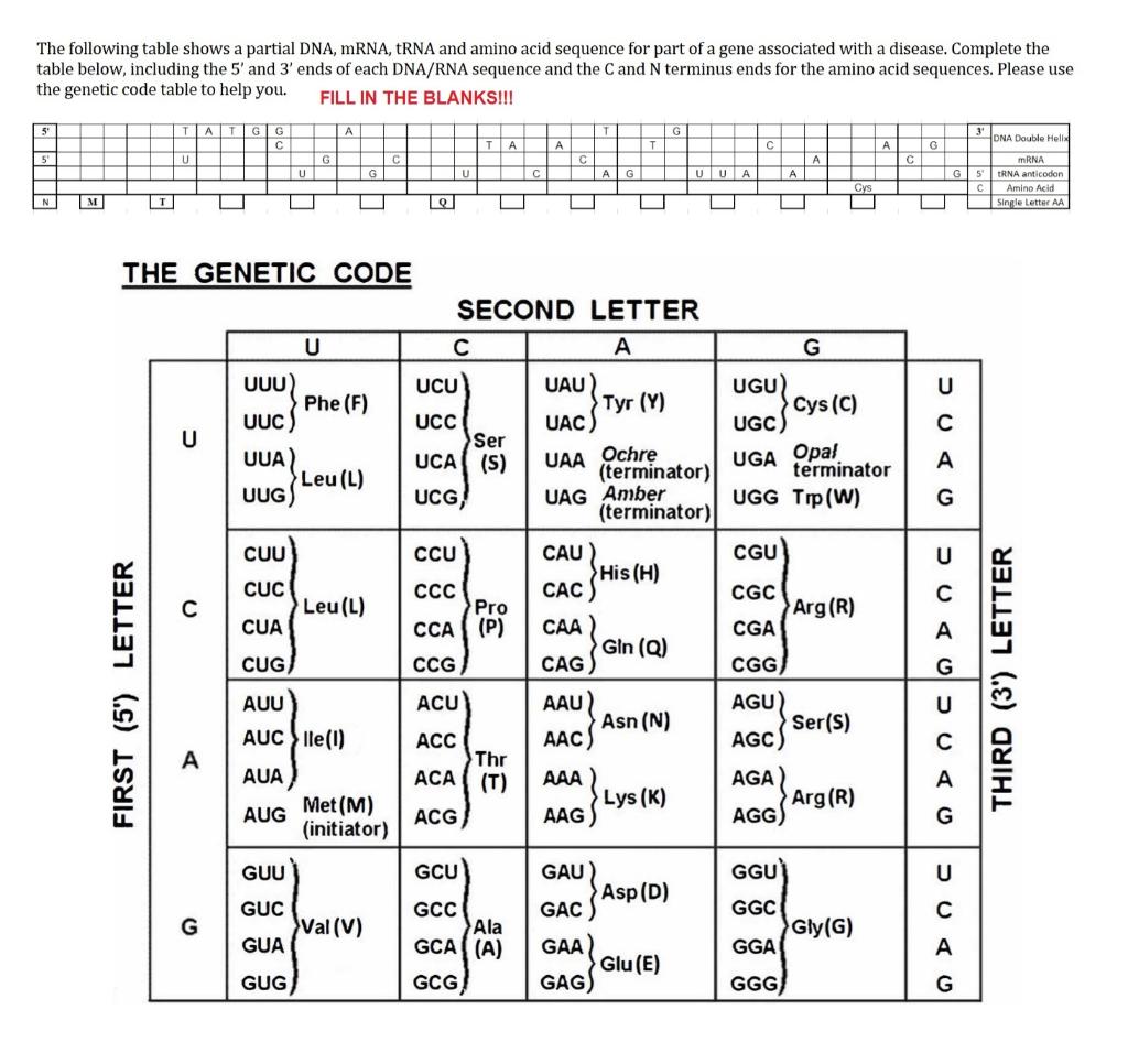 Solved The following table shows a partial DNA, mRNA, tRNA | Chegg.com