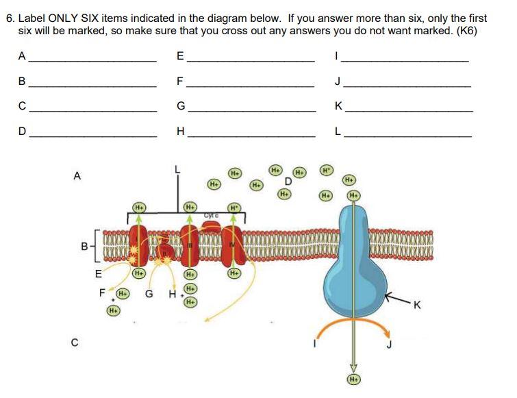 Solved 6. Label ONLY SIX items indicated in the diagram | Chegg.com
