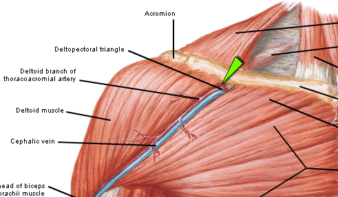 Deltopectoral Triangle