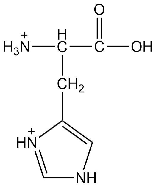 Solved + H H3N—C -C-C-OH CH2 + HN -NH Amino Acid Name | Chegg.com