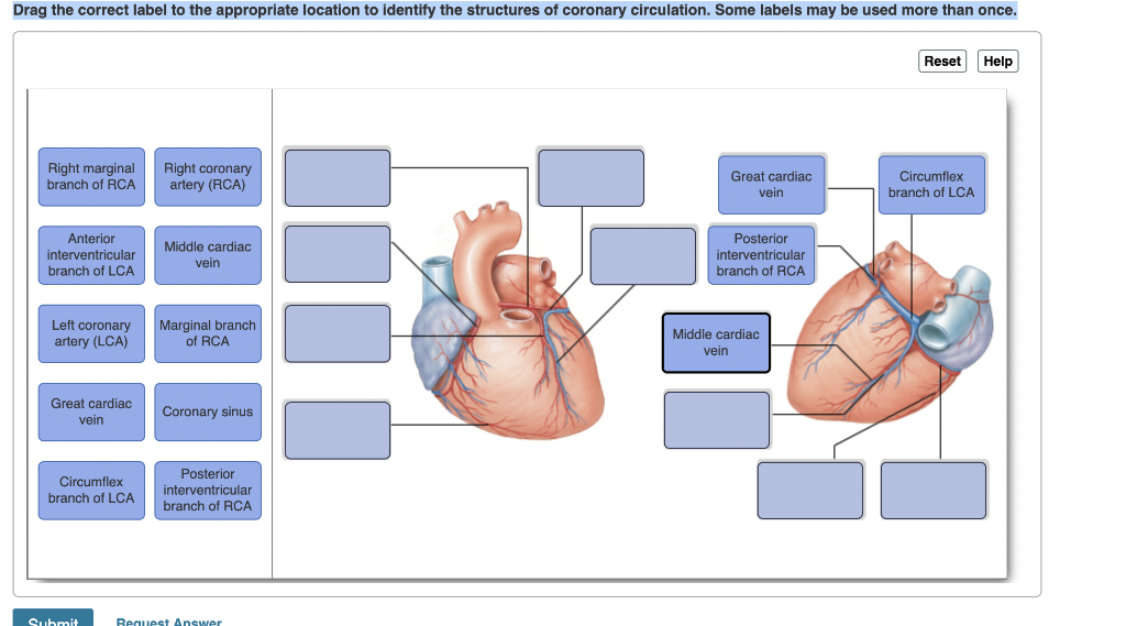 Solved Drag the correct label to the appropriate location to | Chegg.com
