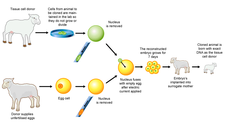 Solved Nuclear transfer is the introduction of the nucleus | Chegg.com