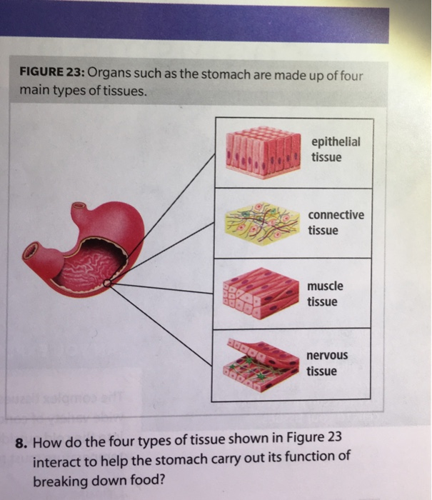 Solved FIGURE 23 Organs Such As The Stomach Are Made Up Of Chegg