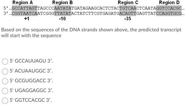 Solved Based on the sequences of the DNA strands shown | Chegg.com