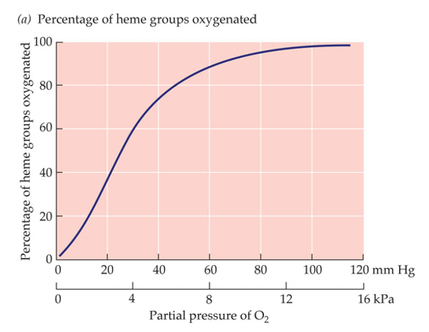 Solved What is the percent oxygen saturation of hemoglobin | Chegg.com