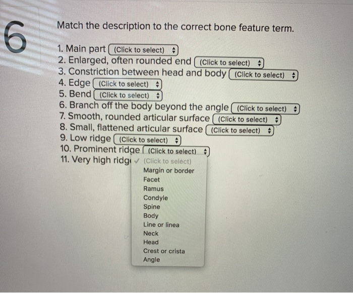 Solved 6 Match the description to the correct bone feature | Chegg.com