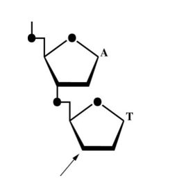 Solved A) Is the accompanying figure DNA or RNA? B) Is the | Chegg.com